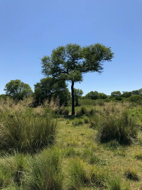 Quebracho Tree | Atrantil
